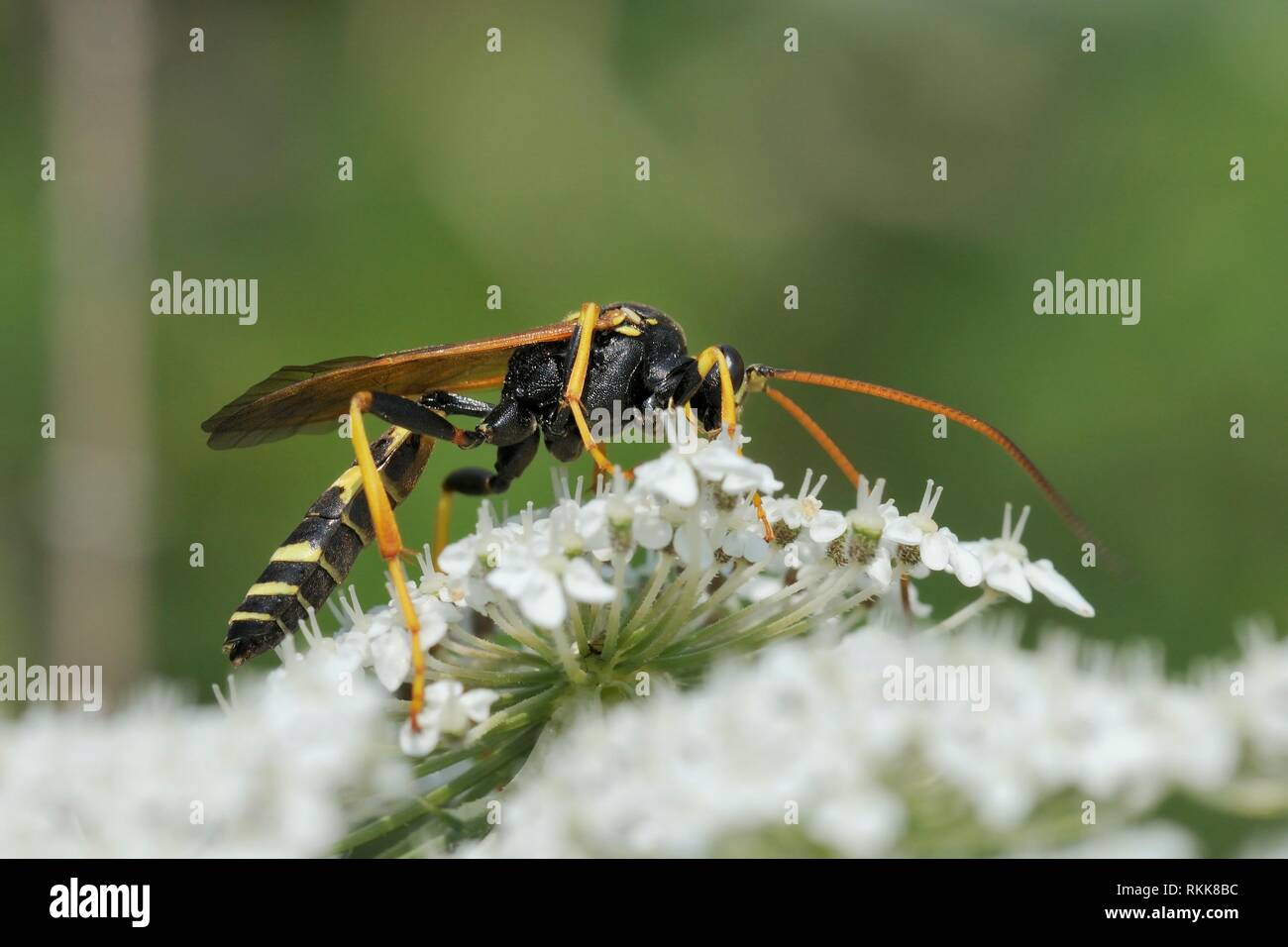 Male Ichneumon wasp (Diphyus mercatorius) feeding on Wild carrot ...