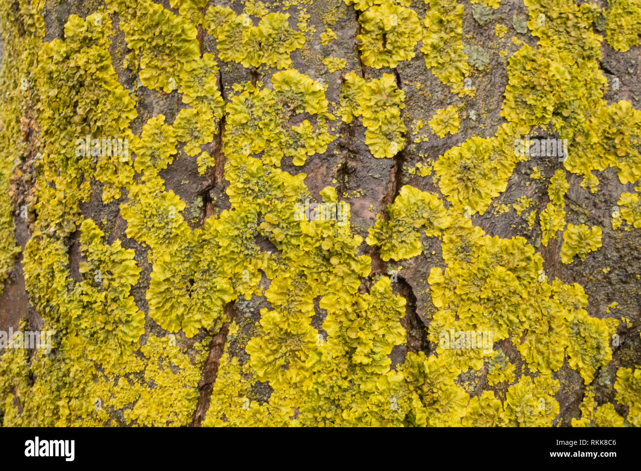 Mounds of moss hi-res stock photography and images - Alamy