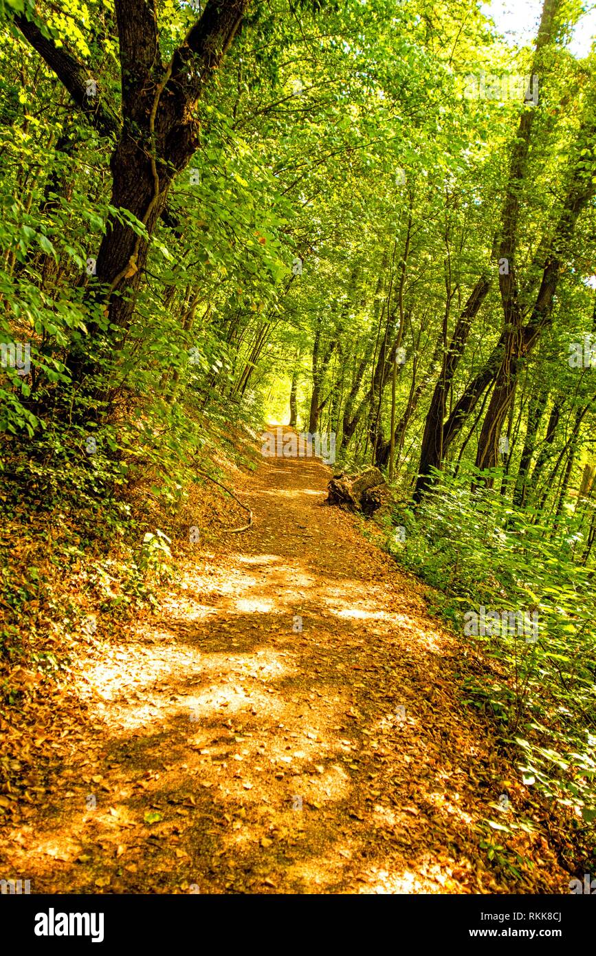 Light forest hi-res stock photography and images - Alamy