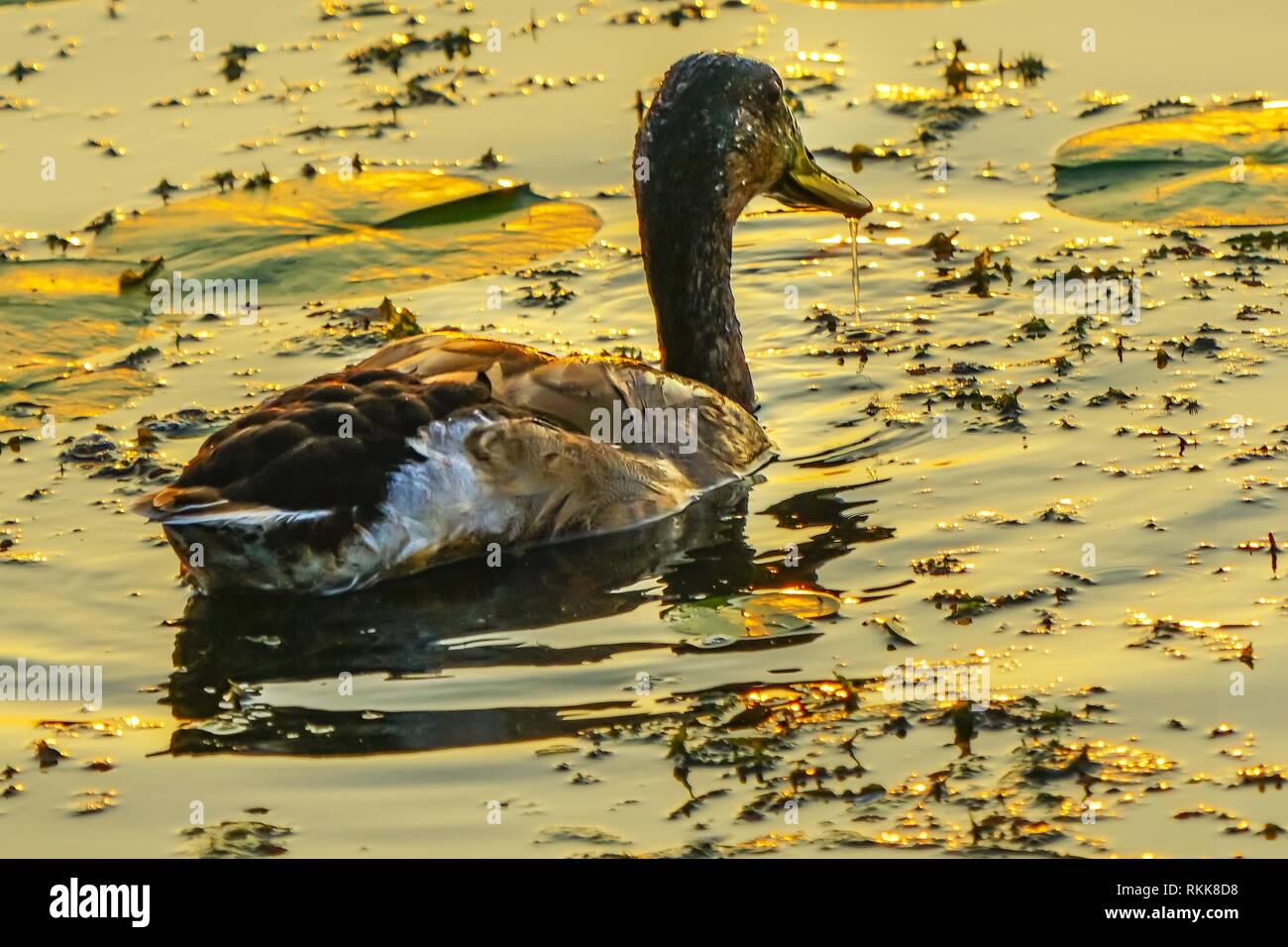 Golden mallard hi-res stock photography and images - Alamy