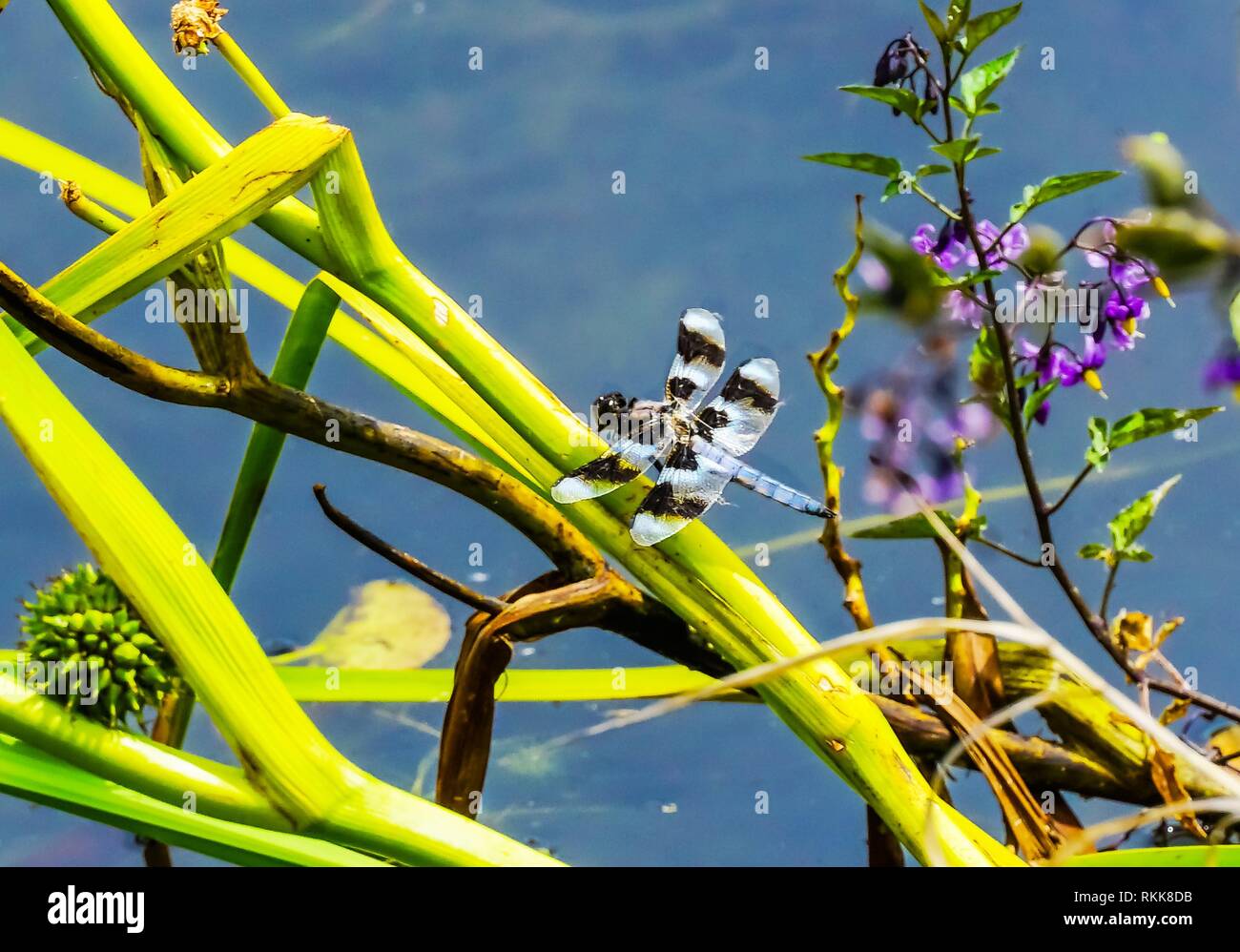 Washington park botanical garden hi-res stock photography and images ...
