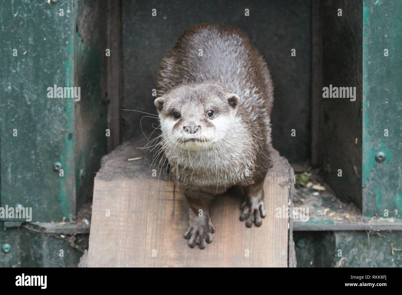 Eurasian river otter nest hi-res stock photography and images - Alamy