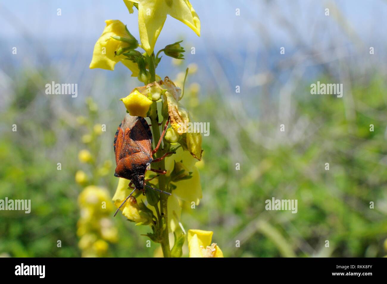 Wavy leaf mullein hi-res stock photography and images - Alamy