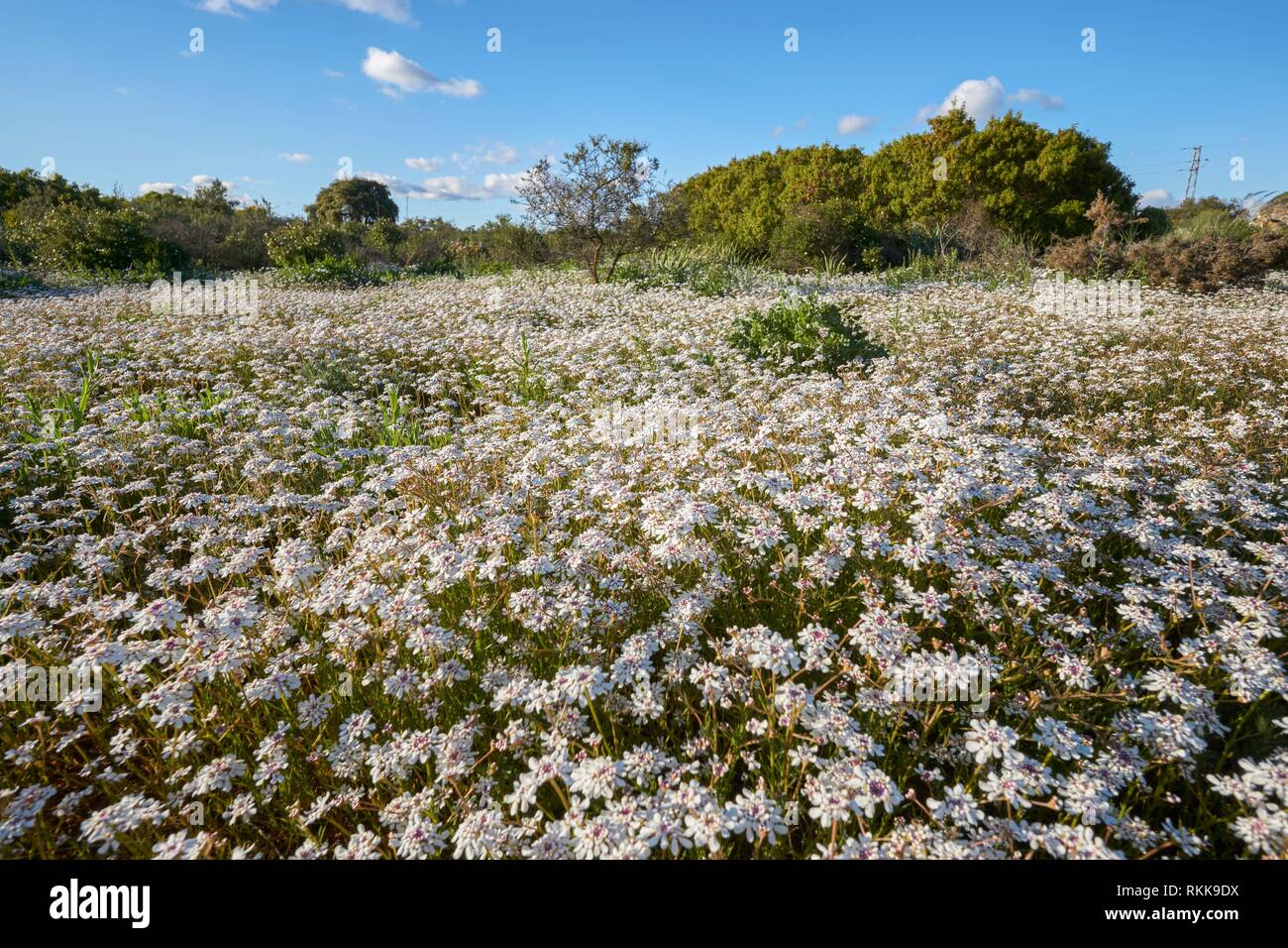 Spain andalusia flower spring hi-res stock photography and images - Alamy