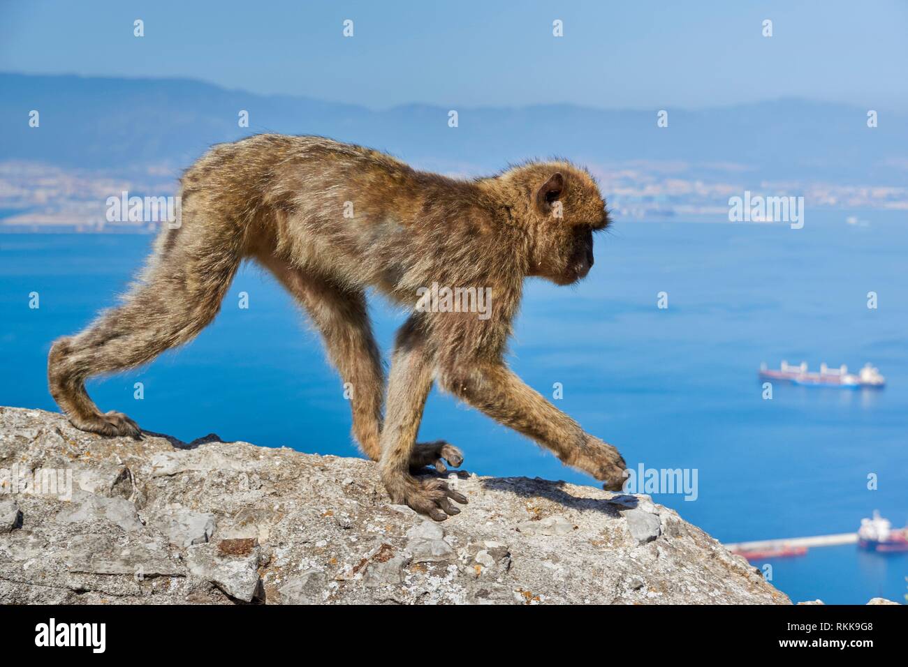 Macaques kingdom hi-res stock photography and images - Alamy