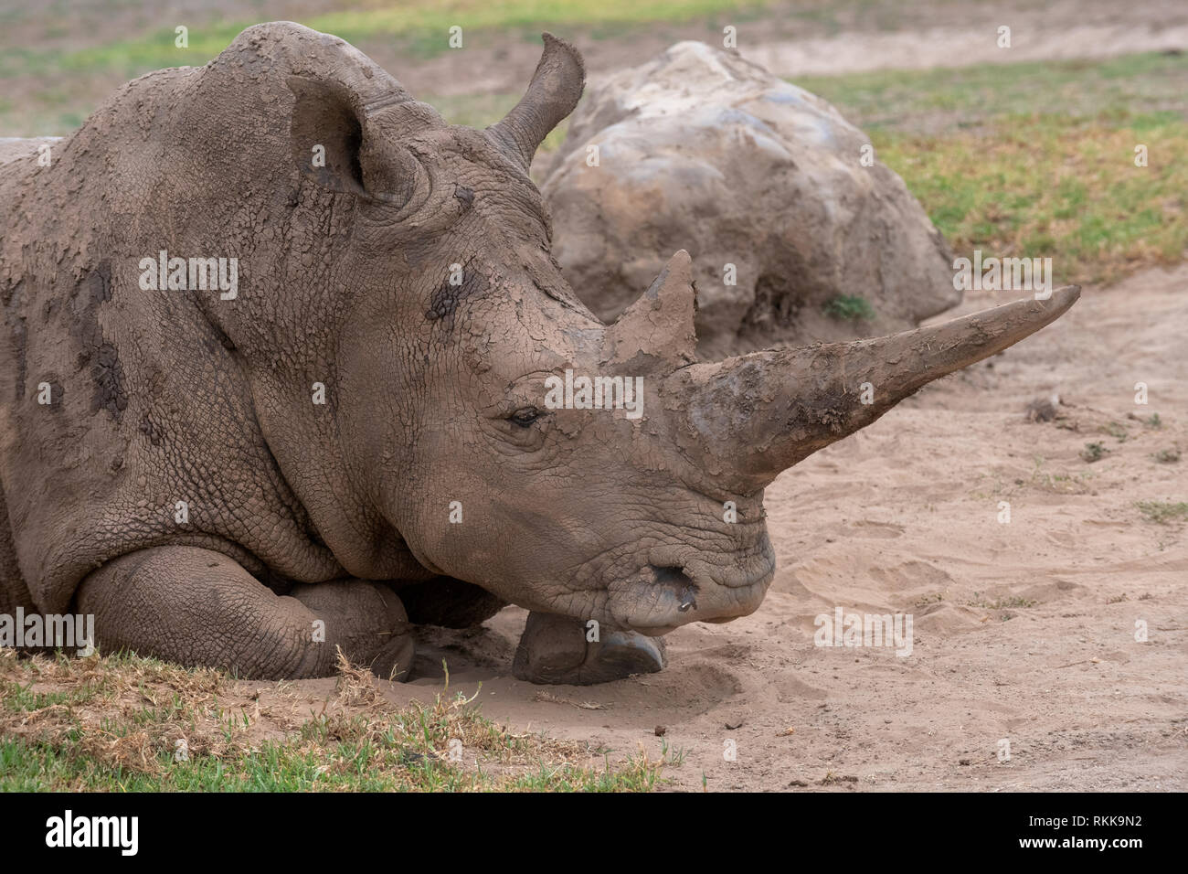 A white rhino resting at the Werribee Open Range Zoo. The species is ...