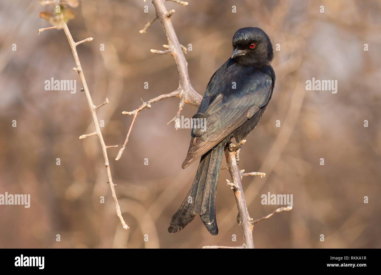 Drongo eye hi-res stock photography and images - Alamy