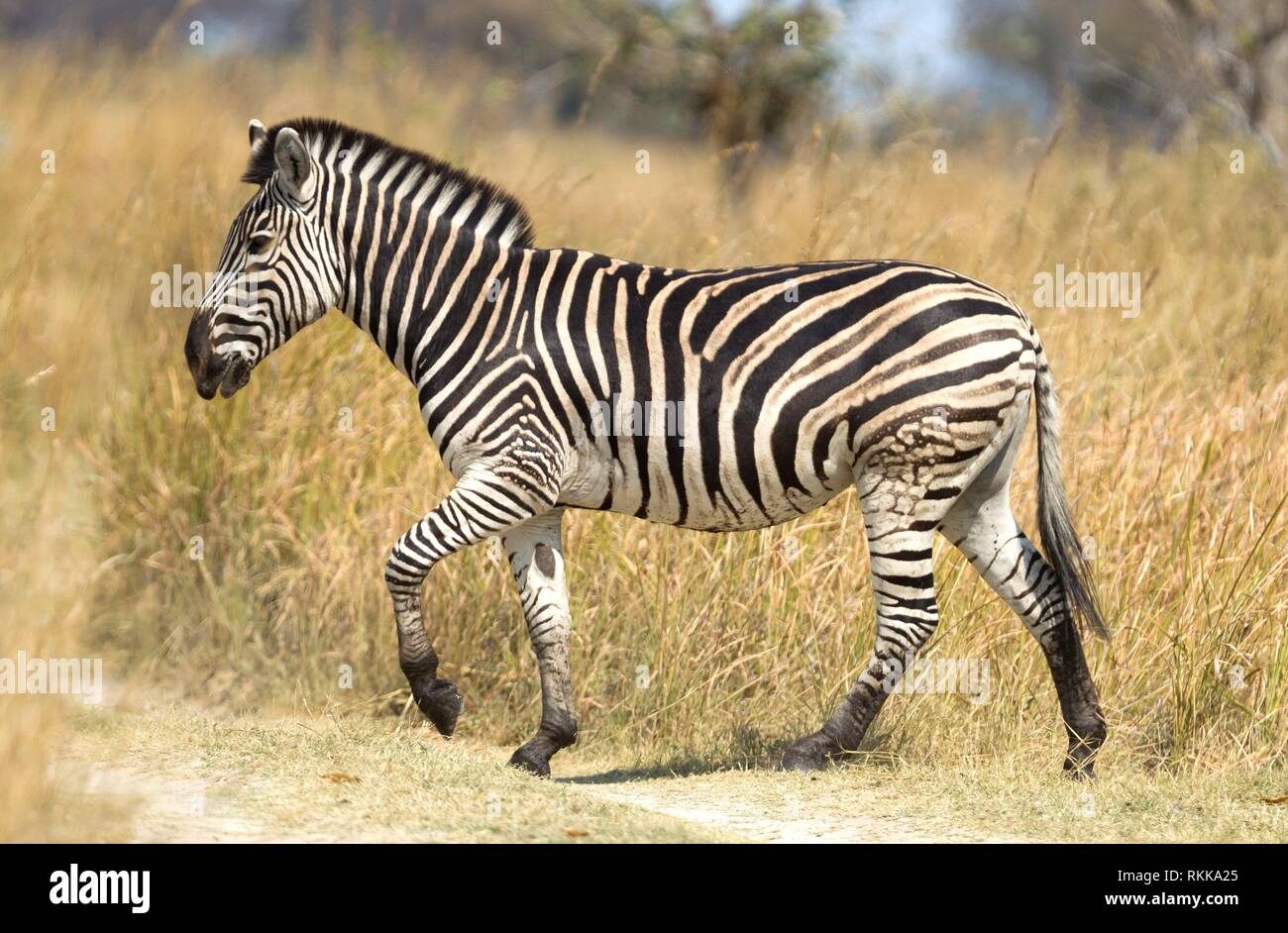 Damara zebra (Equus burchelli antiquorum) in Botswana Stock Photo - Alamy