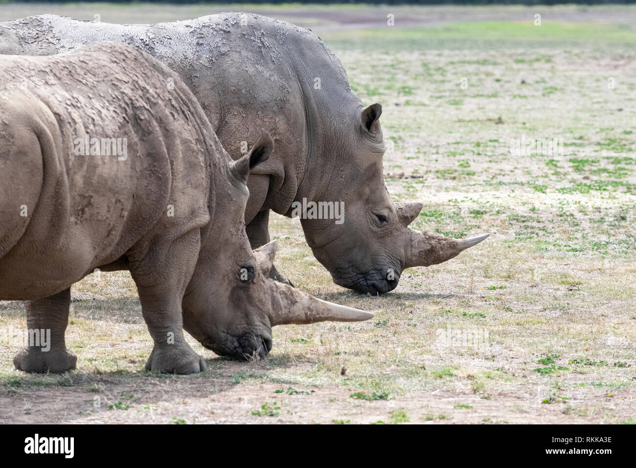 White rhionceros hi-res stock photography and images - Alamy