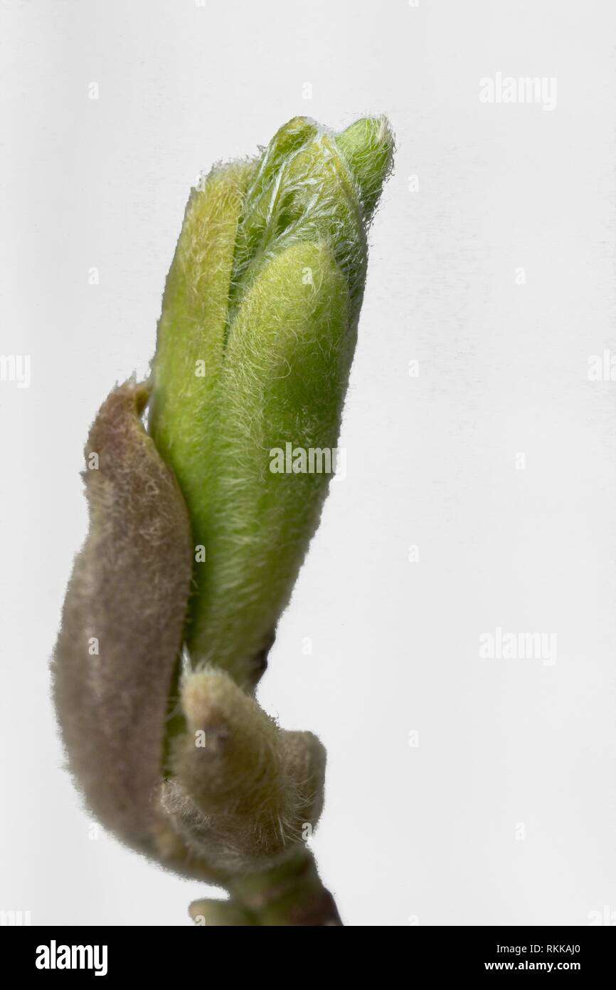 New leaf hi-res stock photography and images - Alamy