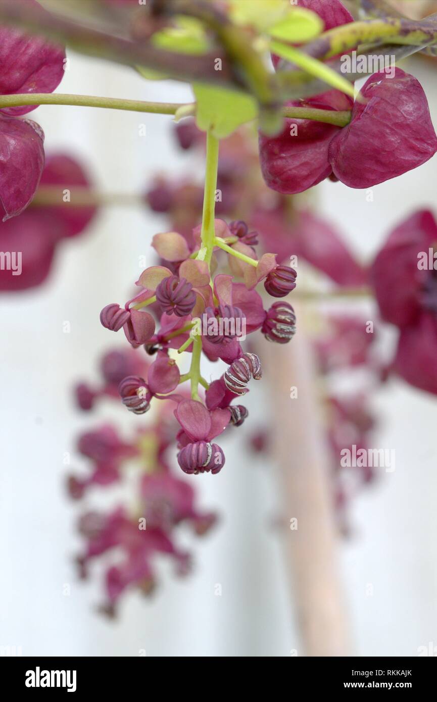 Akebia Quinata Chocolate Vine High Resolution Stock Photography and ...