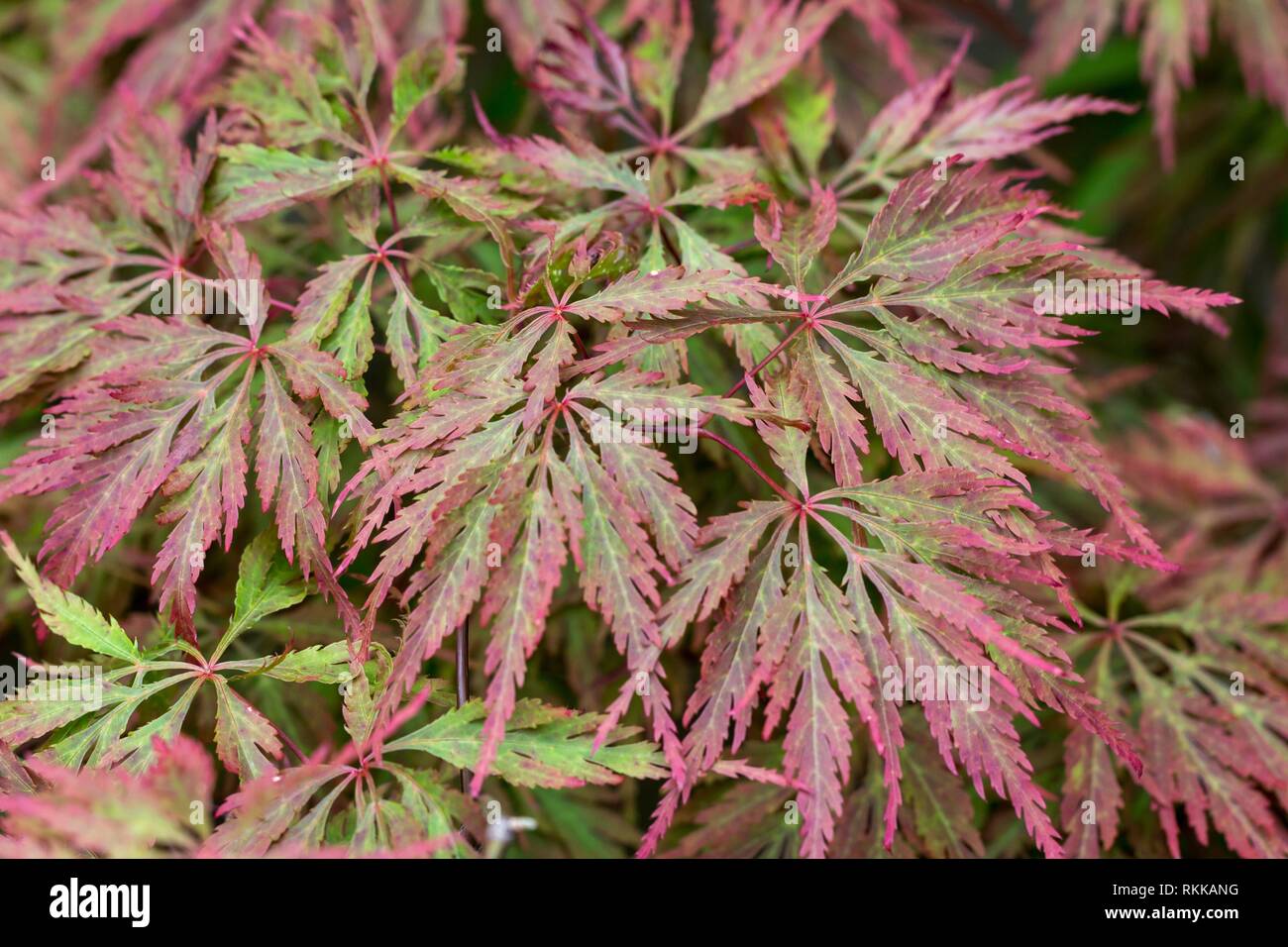 Japanese maple plant hi-res stock photography and images - Alamy