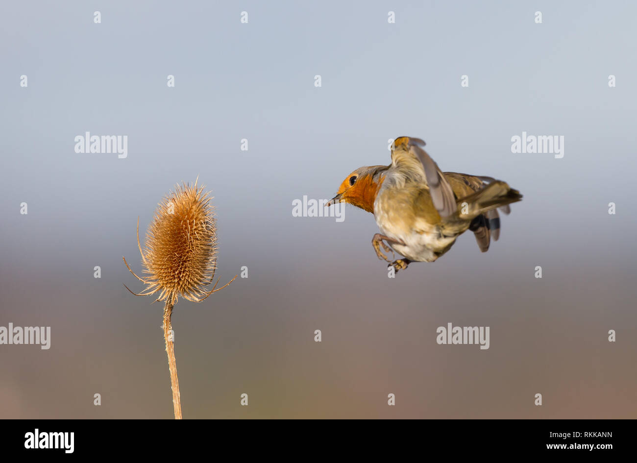 Robin flying hi-res stock photography and images - Alamy