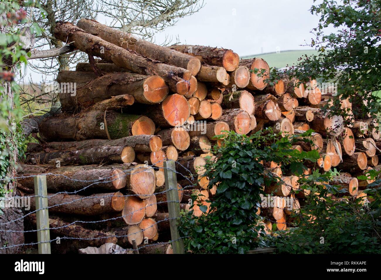 Barbed wire and tree hi-res stock photography and images - Alamy