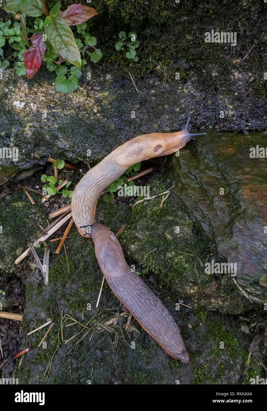 Two juvenile spanish slugs (arion vulgaris Stock Photo - Alamy