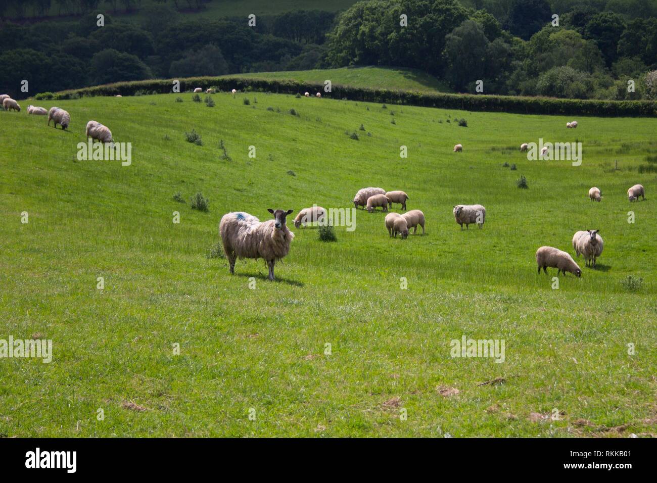 Welsh Field High Resolution Stock Photography and Images - Alamy