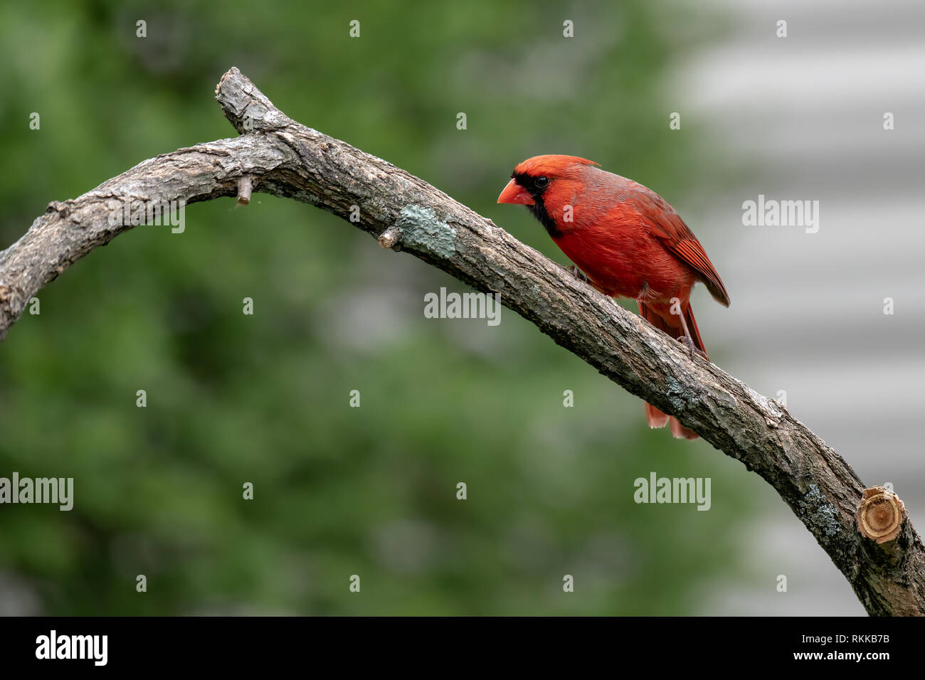 Male northern cardinal flying up hi-res stock photography and images ...