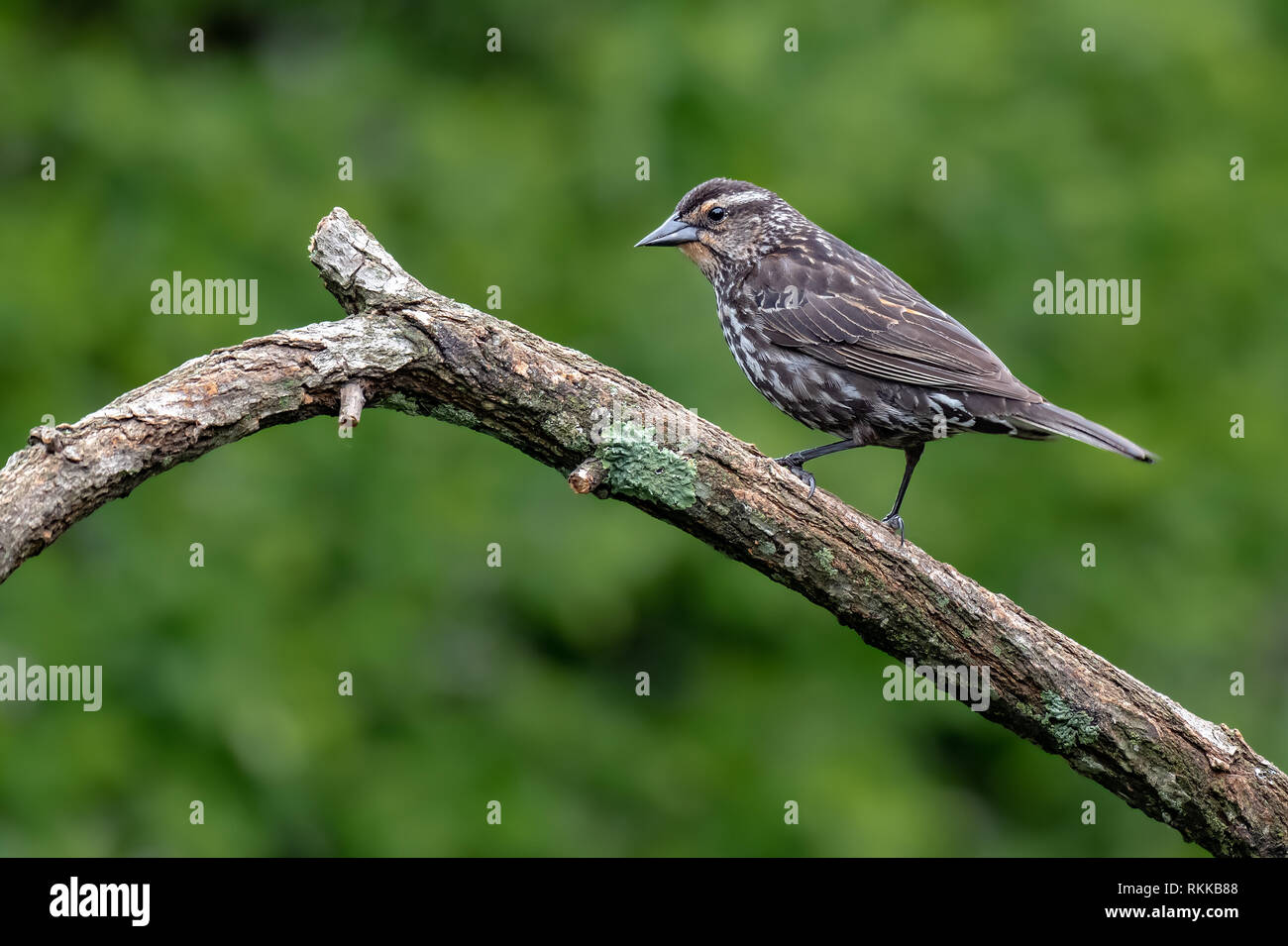 Mistle thrush flight hi-res stock photography and images - Alamy