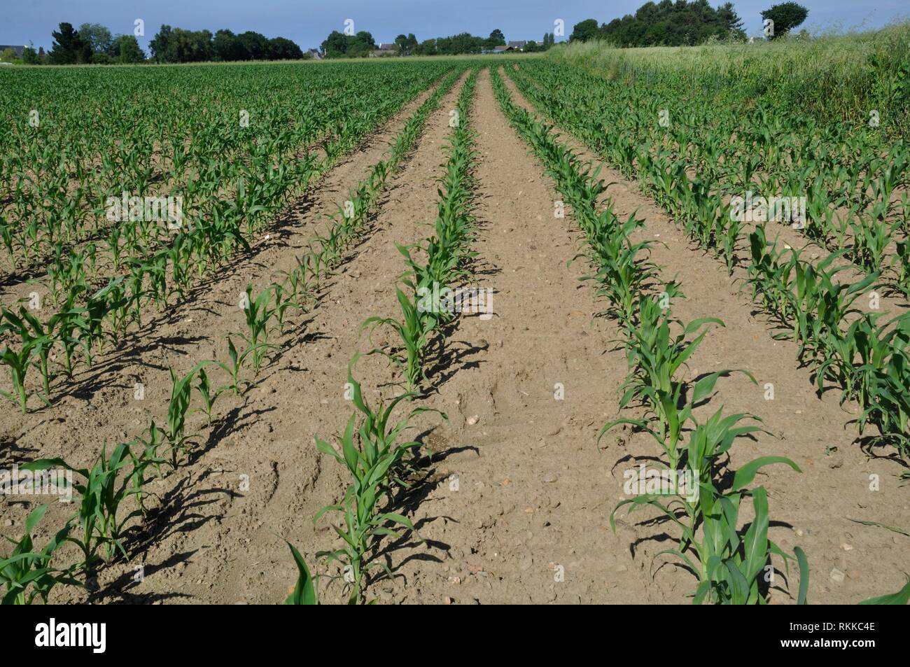 Corn emerge hi-res stock photography and images - Alamy