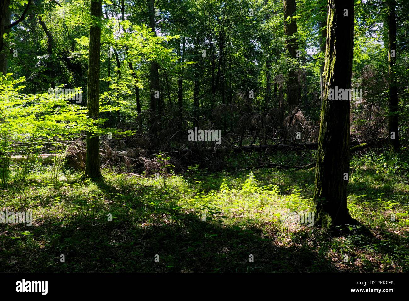 Eastern deciduous forest hi-res stock photography and images - Alamy