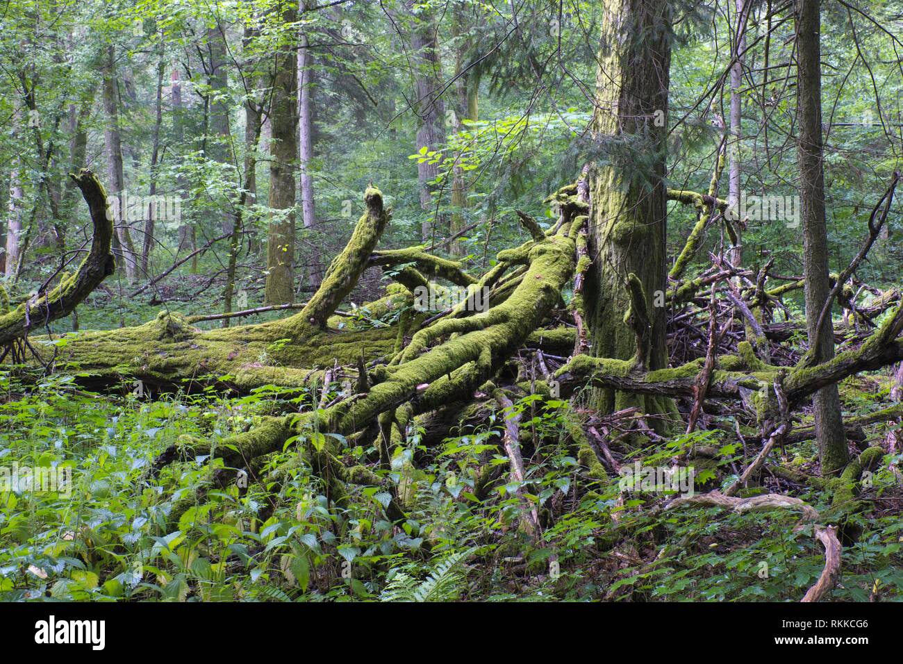 Almost deciduous tree hi-res stock photography and images - Alamy