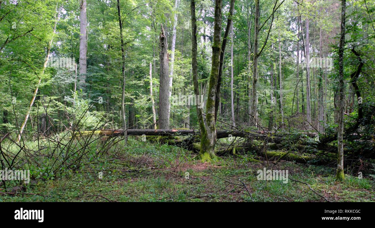 Primeval forest tree hi-res stock photography and images - Alamy