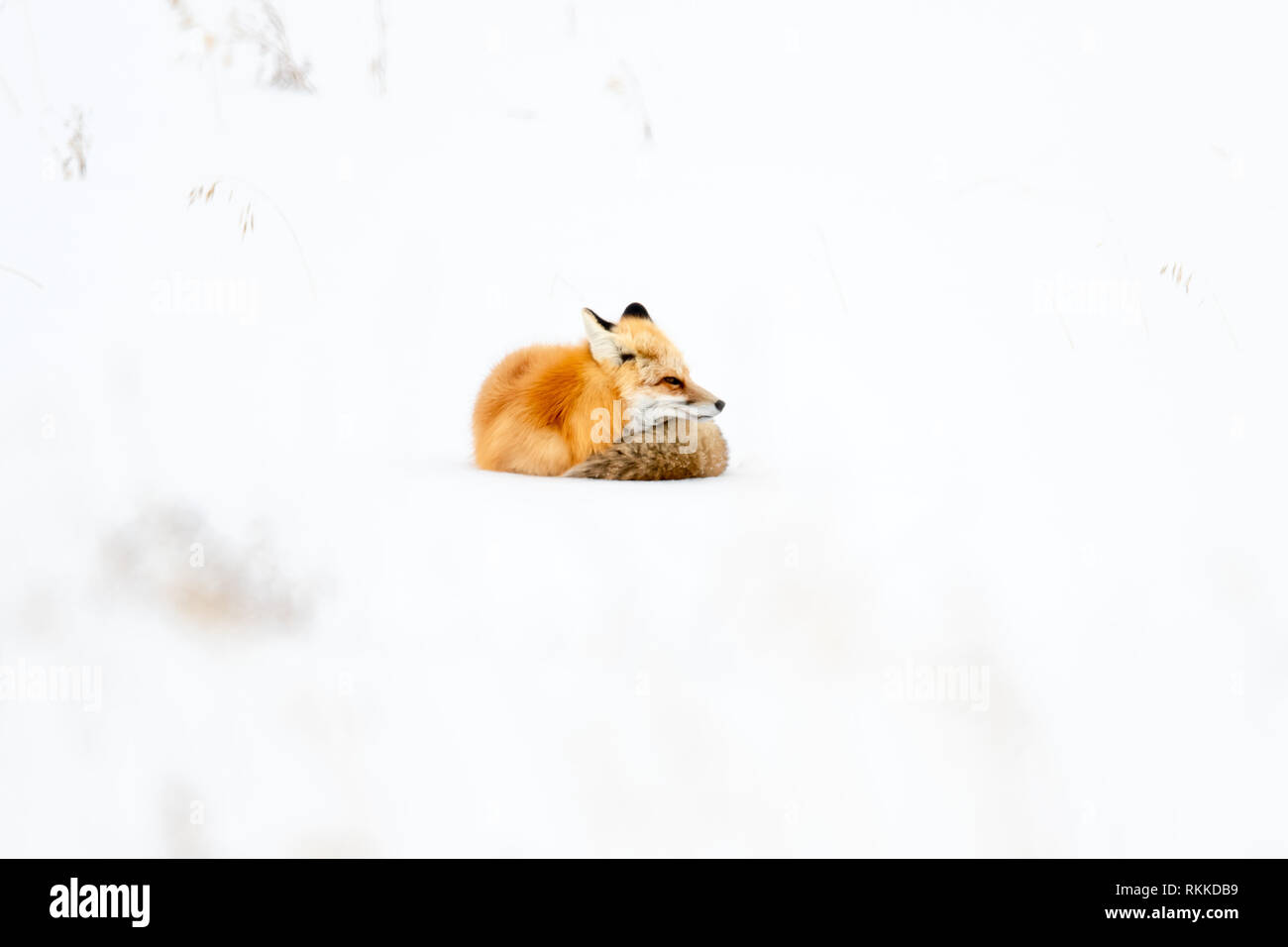 Red fox (Vulpes vulpes) resting in Yellowstone National Park, USA Stock ...