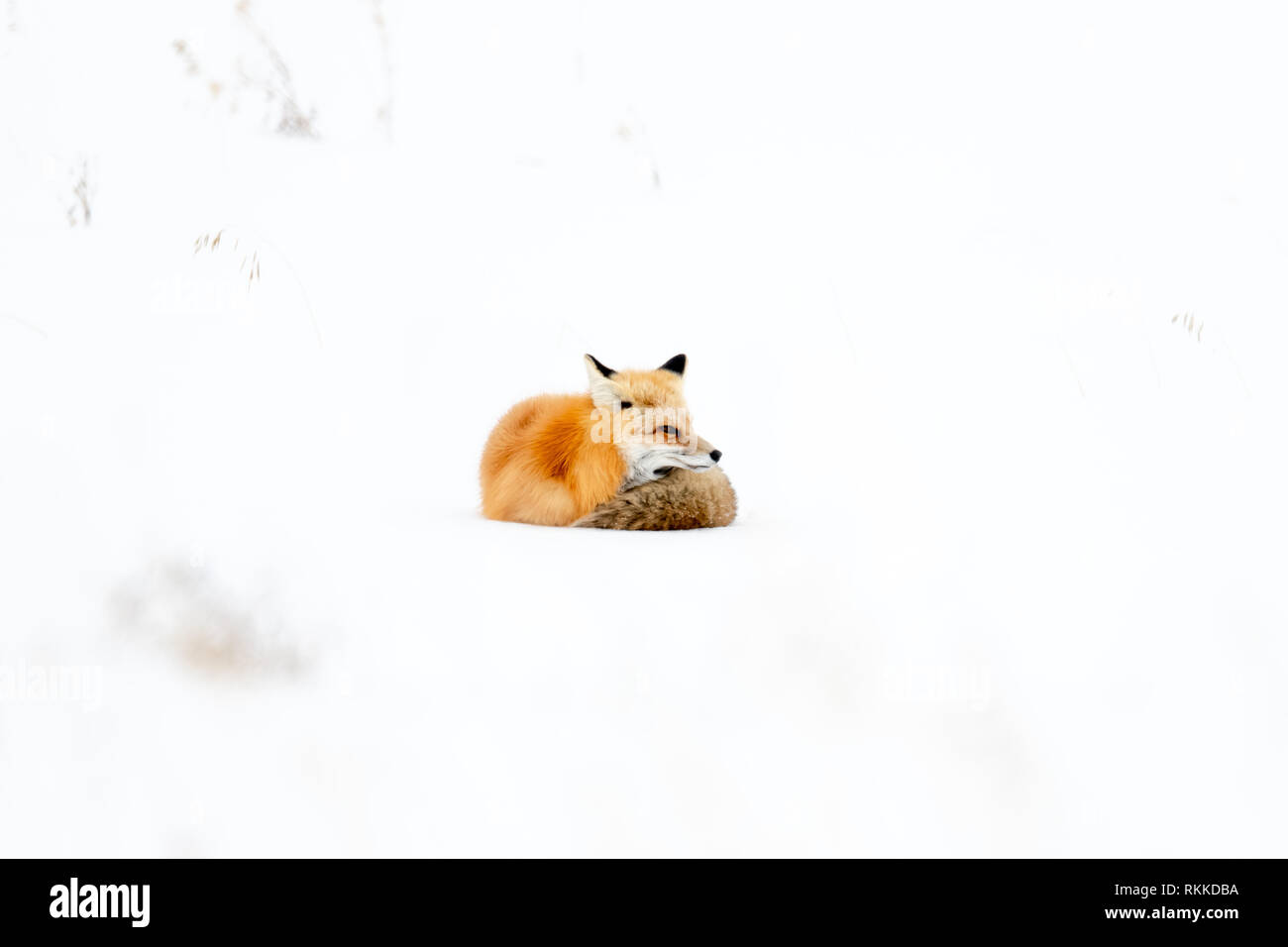 Acute vision Cut Out Stock Images & Pictures - Alamy