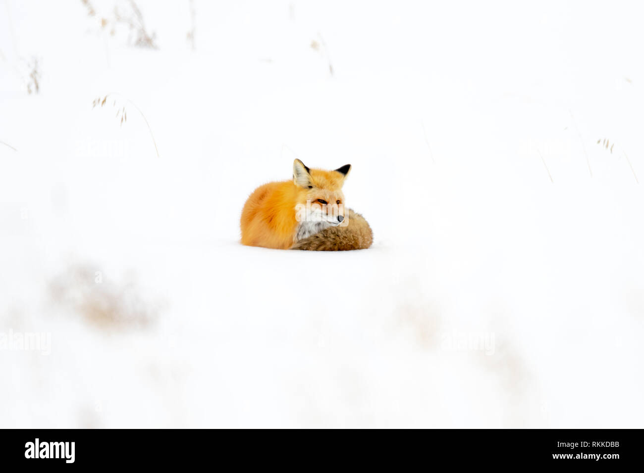 Red fox (Vulpes vulpes) resting in Yellowstone National Park, USA Stock ...