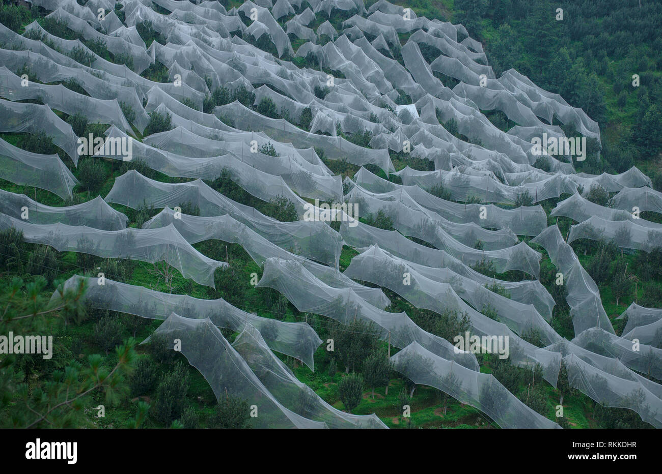 Kinnaur apple hi-res stock photography and images - Alamy