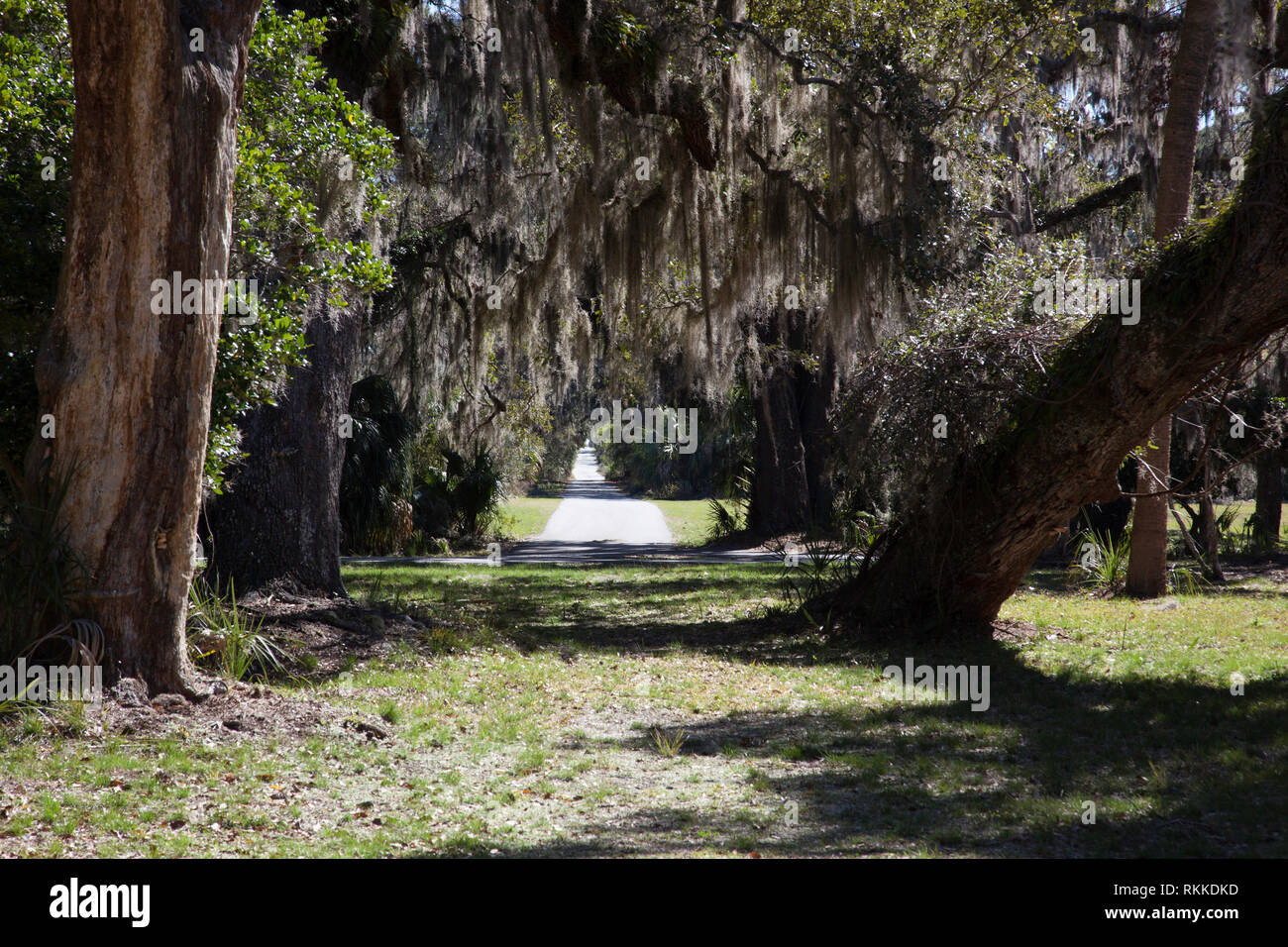 Trees with Spanish Moss and road Stock Photo - Alamy