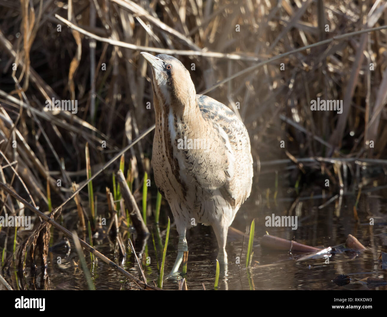 Forest bittern hi-res stock photography and images - Alamy