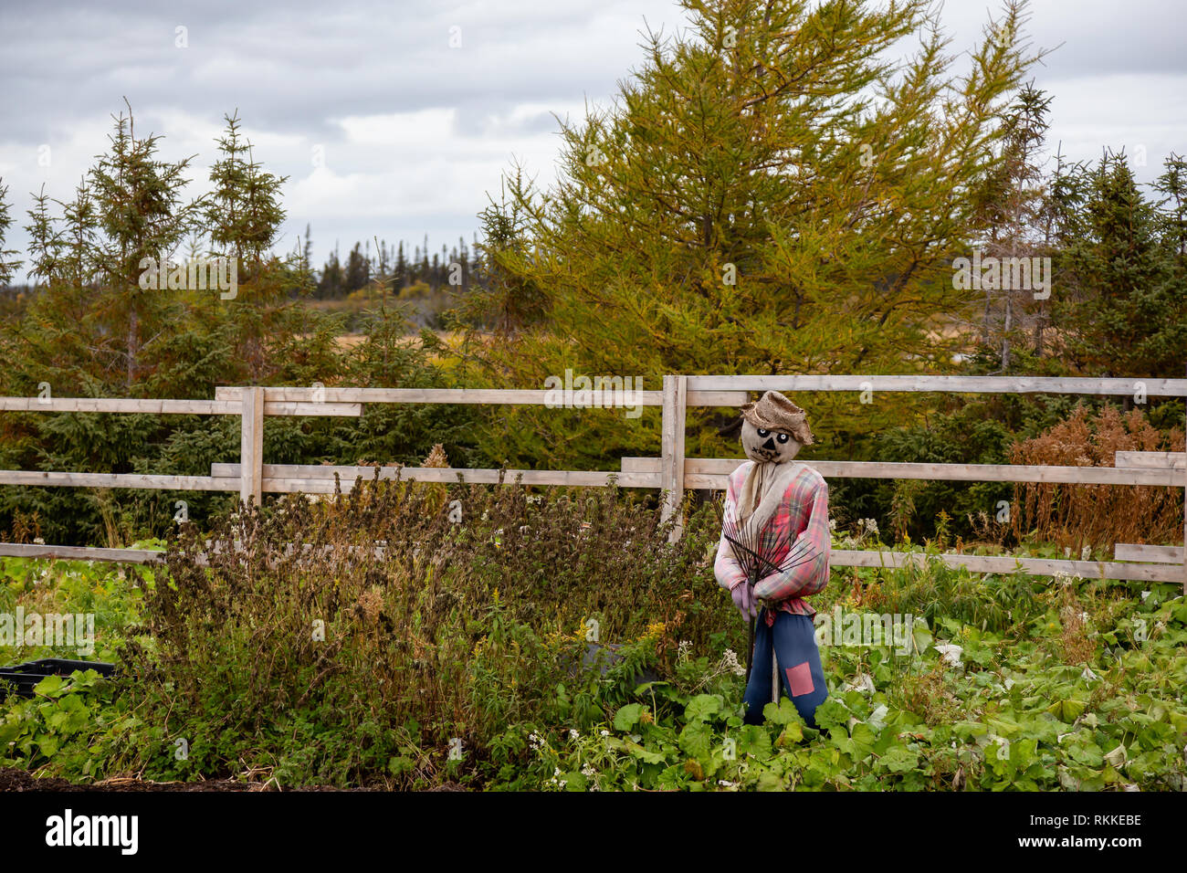 Newfoundland farm hi-res stock photography and images - Alamy