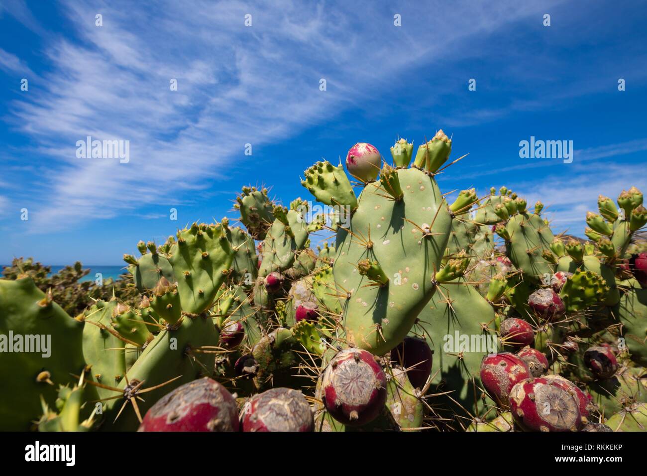 Fig plant harvesting hi-res stock photography and images - Alamy