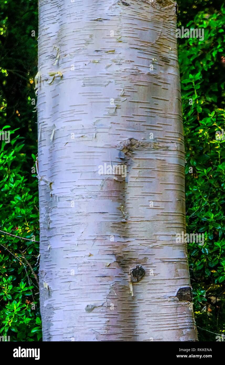 Himalayan birch bark hi-res stock photography and images - Alamy