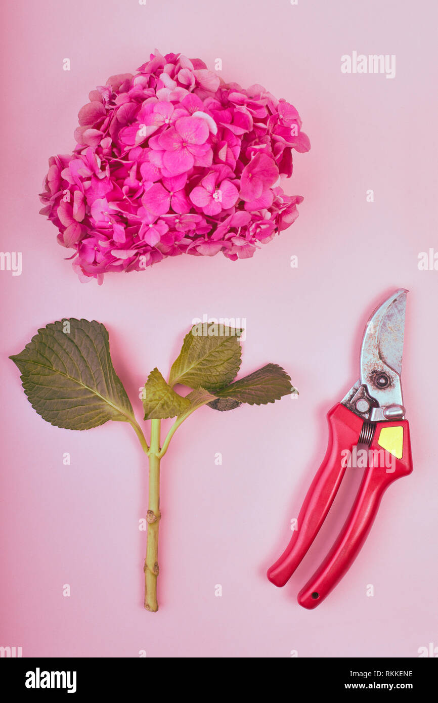 Flat lay of feminine of Beautiful floral background. Flat-lay of pink ...