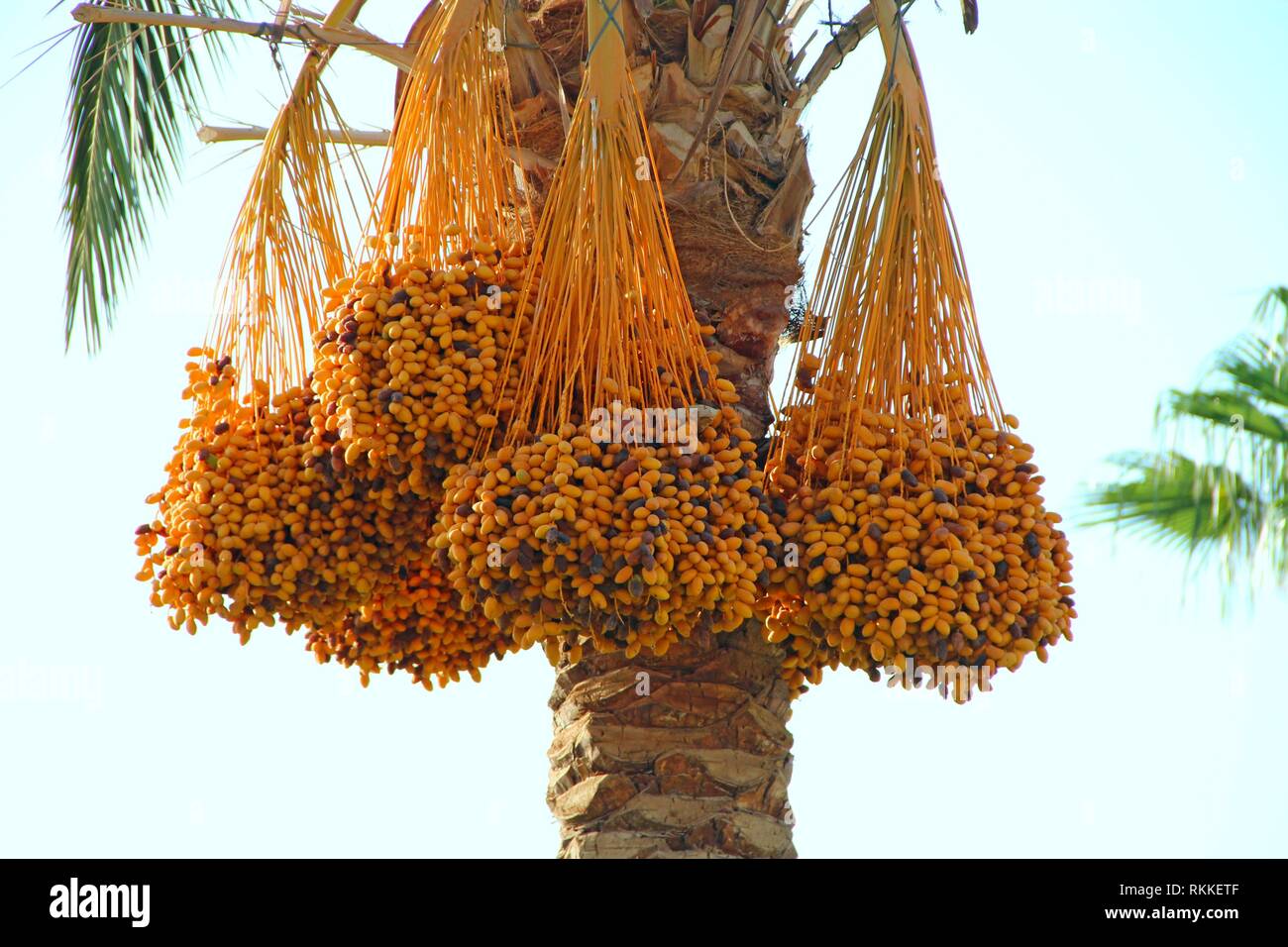 Tropical date palm tree hi-res stock photography and images - Alamy