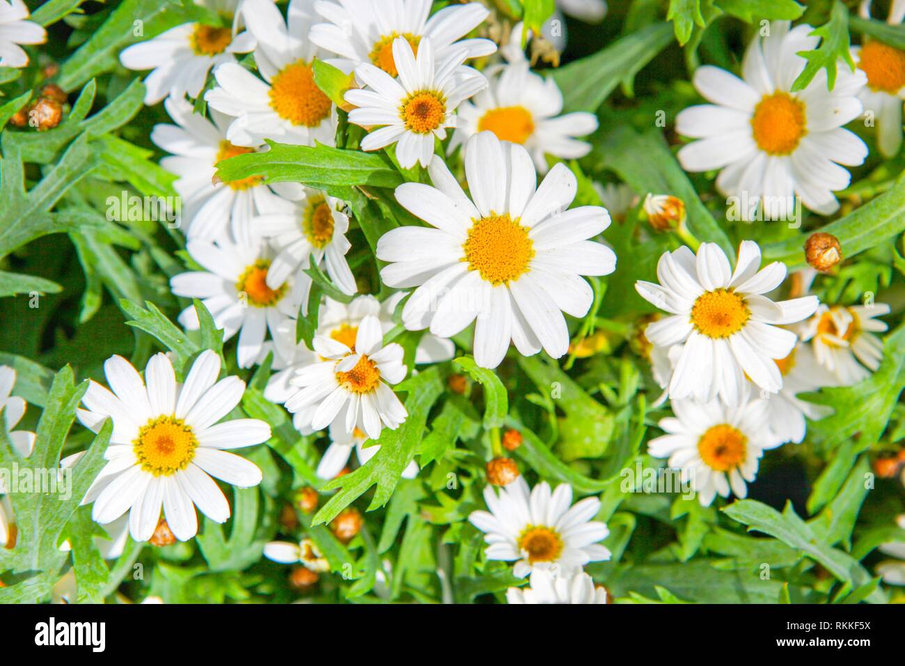 Daisy Flower Background Stock Photo - Alamy