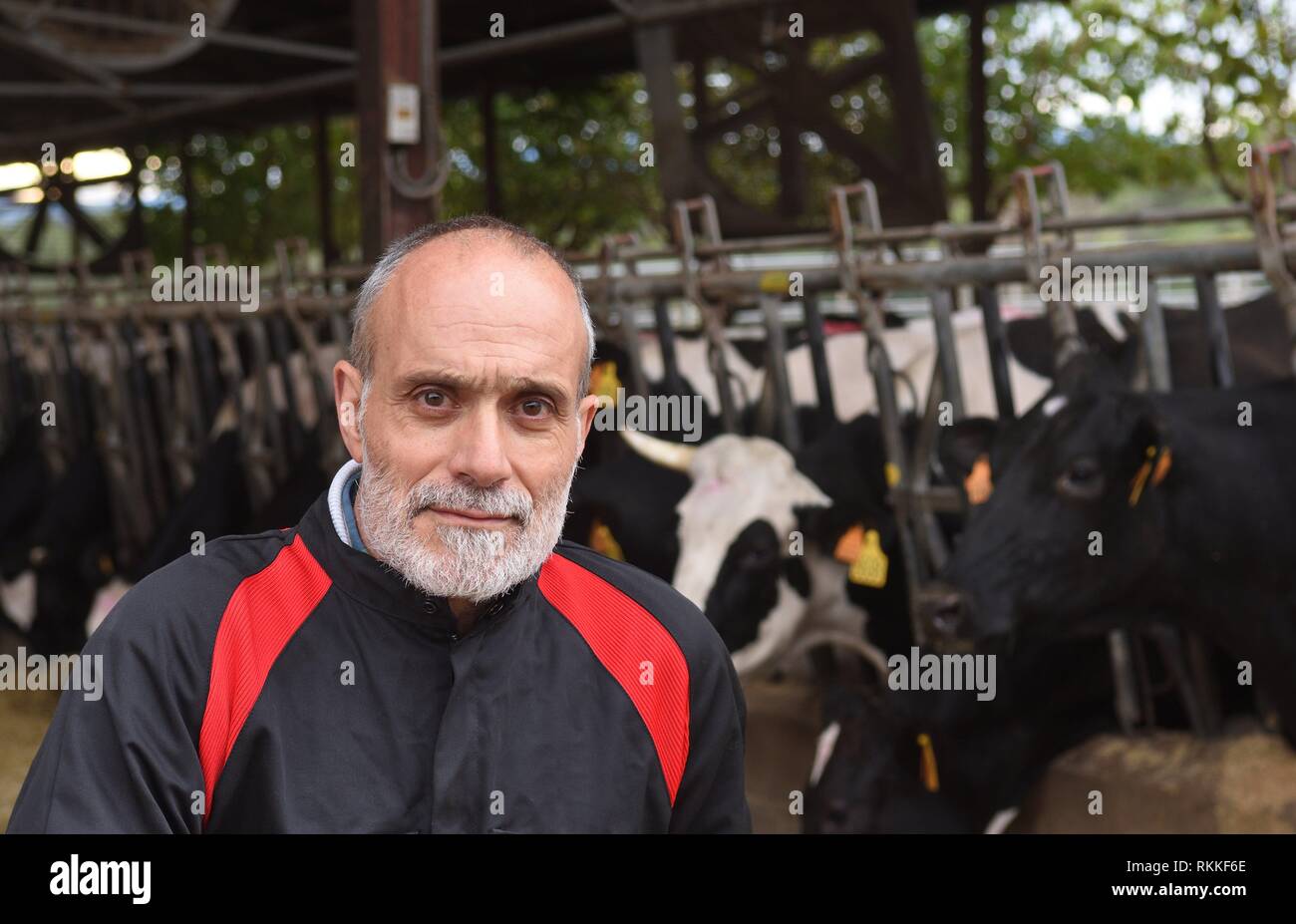 Man feeding food cow hi-res stock photography and images - Alamy