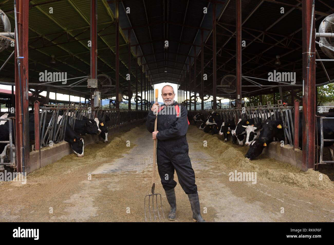 Farmer feeding cow grain hi-res stock photography and images - Alamy