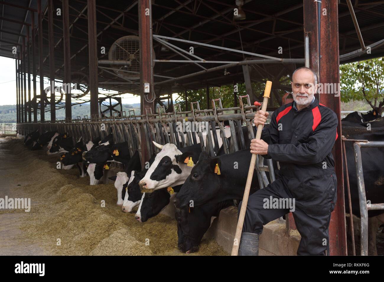 Farmer feeding cow grain hi-res stock photography and images - Alamy