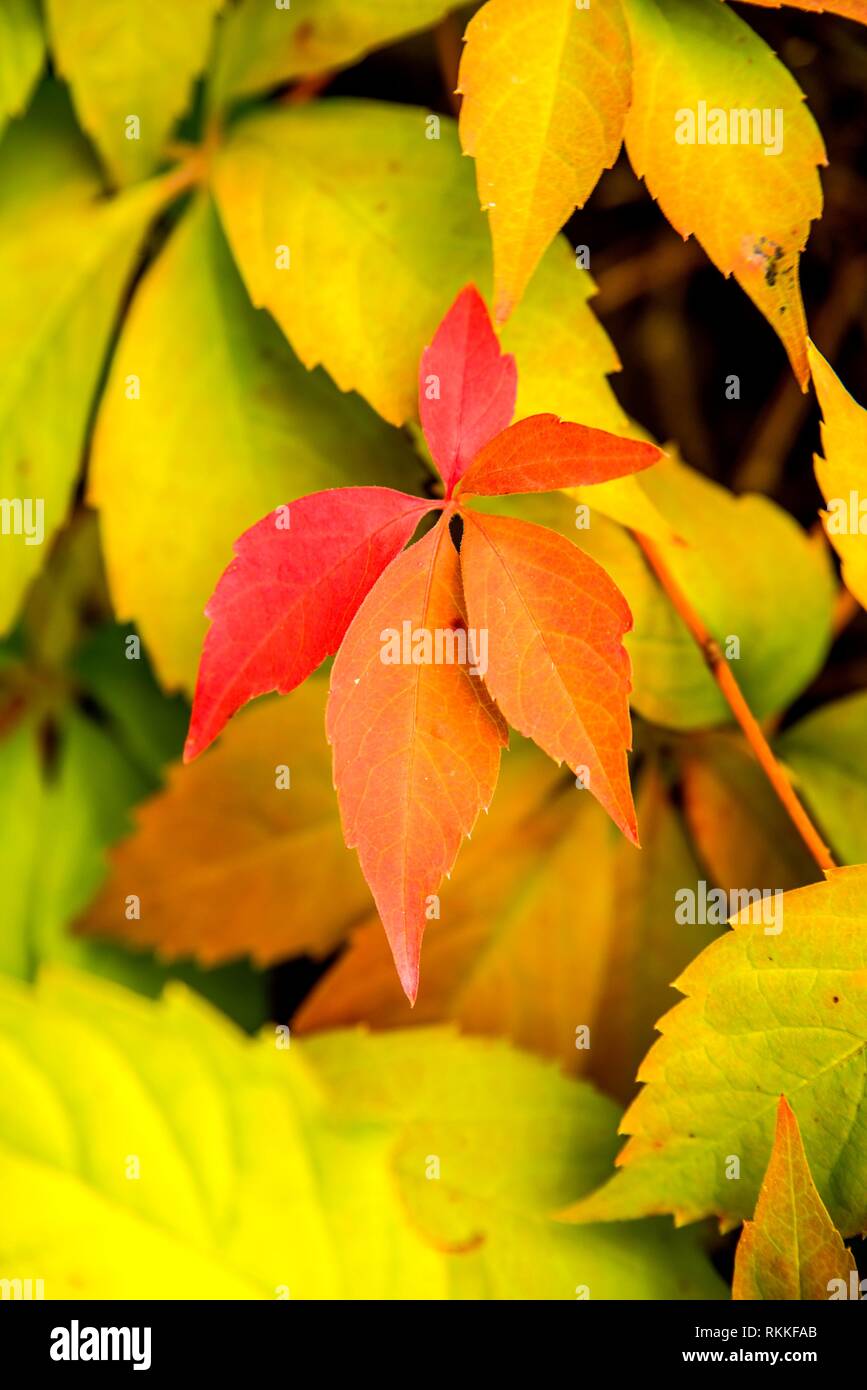 Red colors in nature hi-res stock photography and images - Alamy