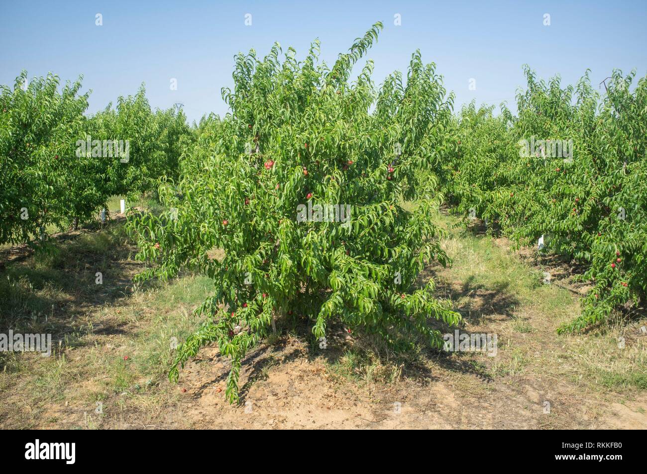 Horizontal fruit trees hi-res stock photography and images - Alamy
