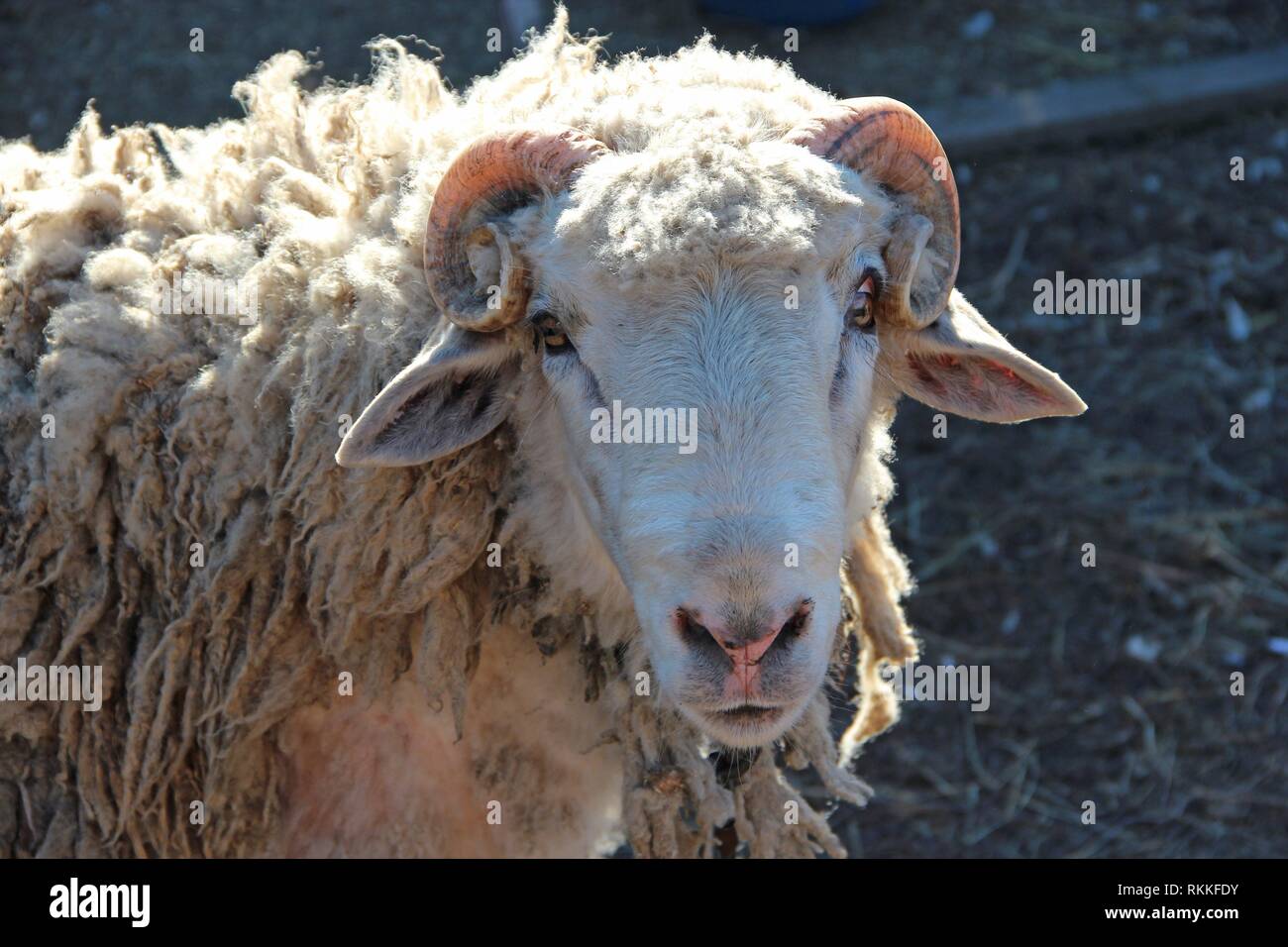 Farm ram with horns hi-res stock photography and images - Alamy