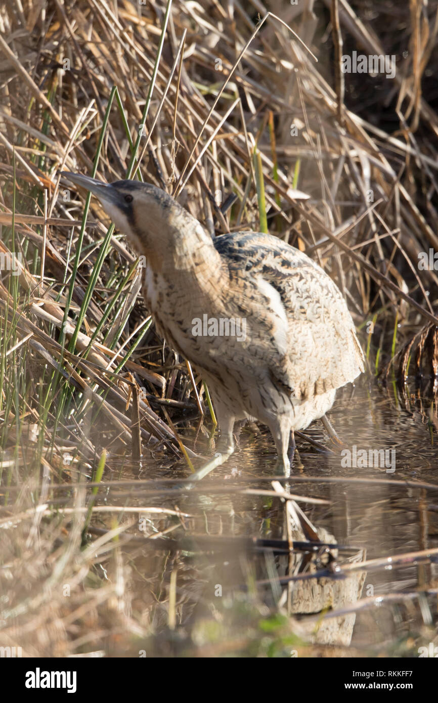 Forest Bittern High Resolution Stock Photography and Images - Alamy