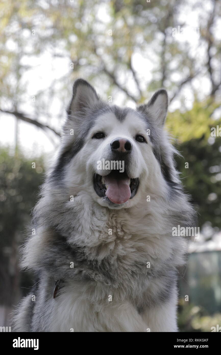 Alaskan Malamute dog smiling looking away Stock Photo - Alamy