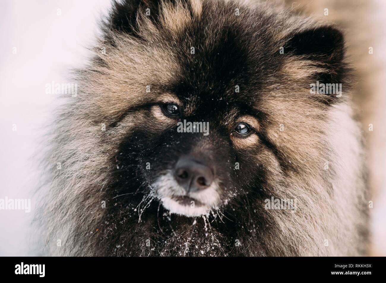 Keeshonden hi-res stock photography and images - Alamy