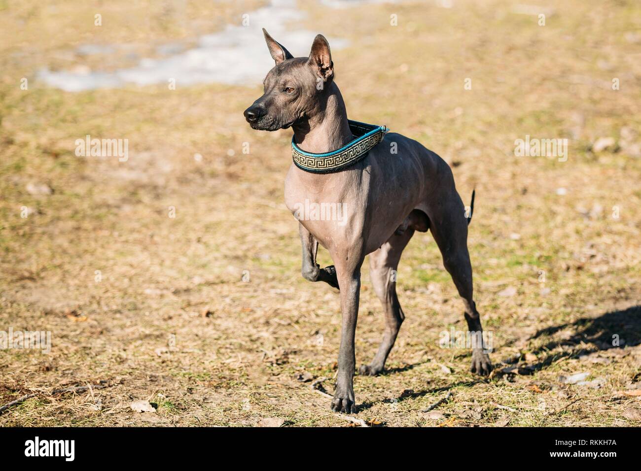 Xoloitzcuintli mexican hairless dog hi-res stock photography and images ...