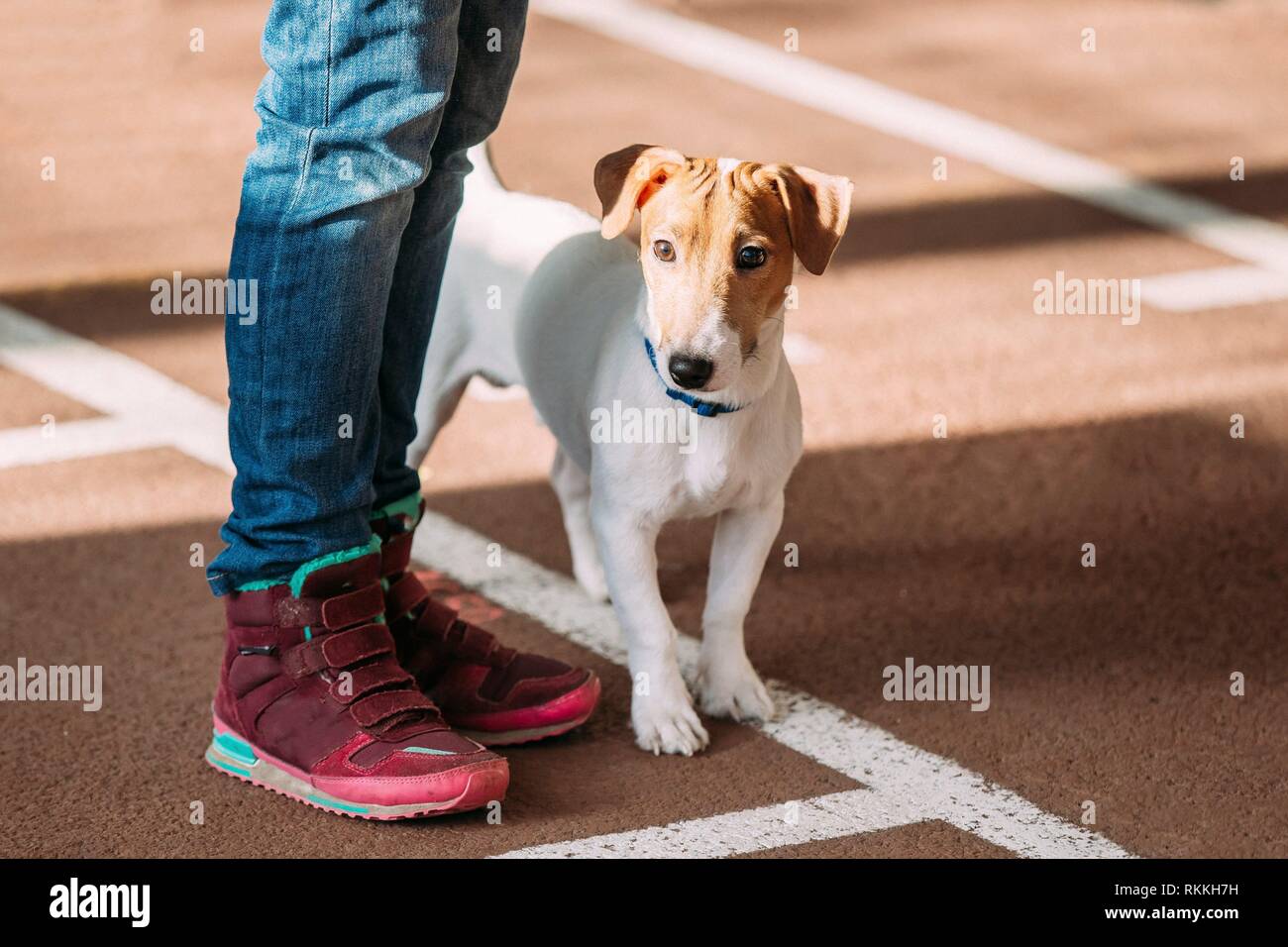 Man jack russell terrier dog hi-res stock photography and images - Alamy