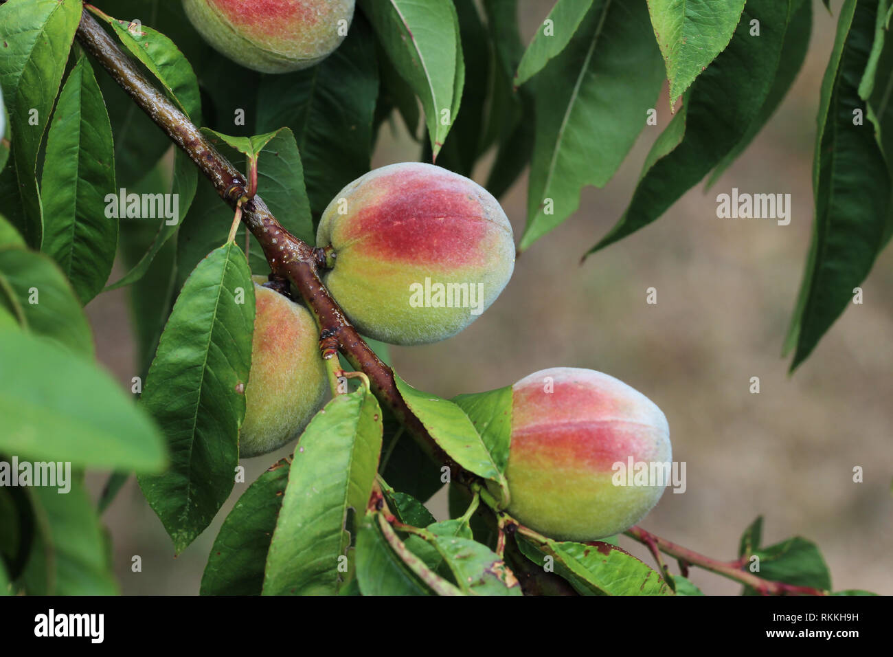 Green peaches on a branch Stock Photo - Alamy